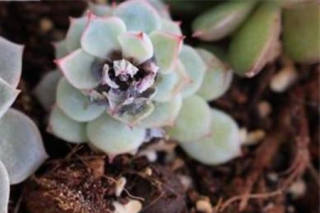 How to treat black rot - The Plant Aide