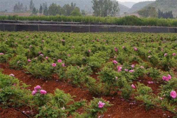 What are the habits of roses - The Plant Aide