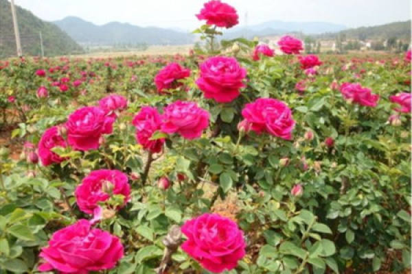 What are the habits of roses - The Plant Aide
