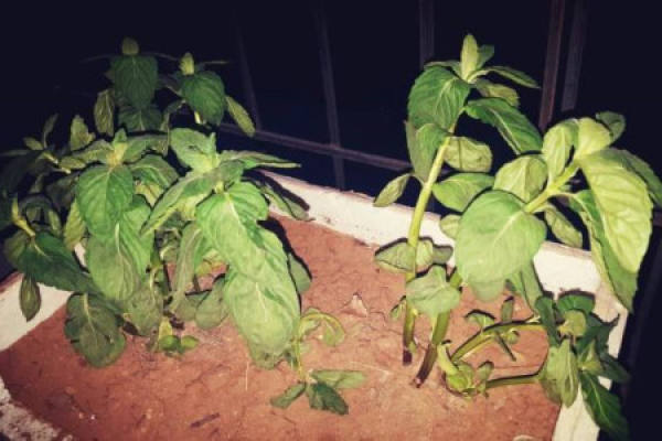 How long can peppermint wilt recover - The Plant Aide