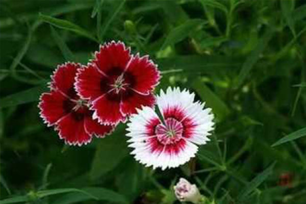 How to explode a basin with Carnation - The Plant Aide