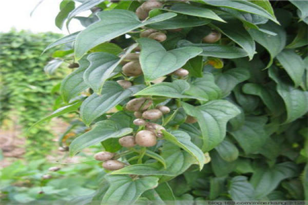 Planting method and time of yam bean - The Plant Aide