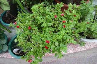 What happened to the rotten root of peony and spider plant - The Plant Aide