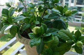 What to do if the Gardenia leaves just bought are wilting - The Plant Aide