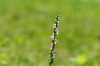 Culture method of scarlet grass - The Plant Aide