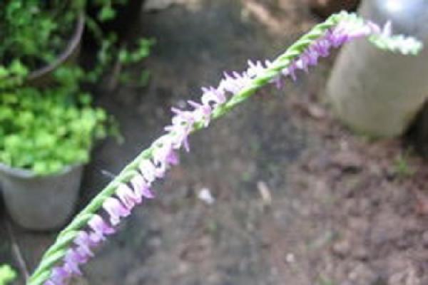 Culture method of scarlet grass - The Plant Aide