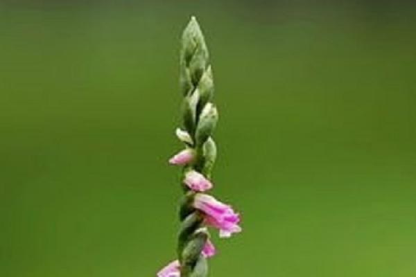 Culture method of scarlet grass - The Plant Aide