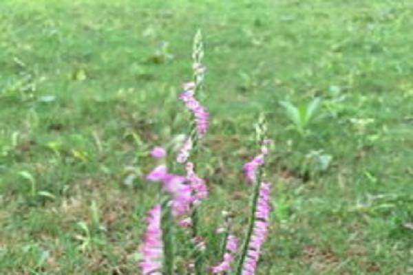 Culture method of scarlet grass - The Plant Aide