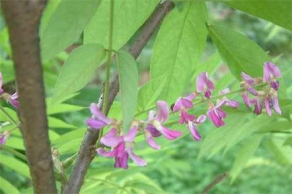 How to raise Caulis Spatholobi - The Plant Aide