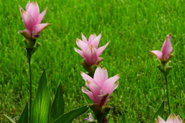 Culture method of Zingiber and lotus - The Plant Aide