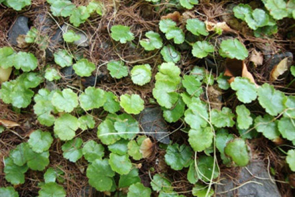 Culture method of coriander - The Plant Aide