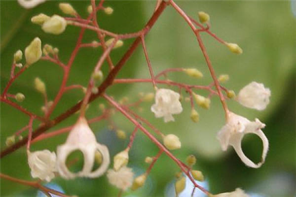 Cultivation method of pingpo - The Plant Aide