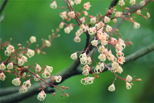 Cultivation method of pingpo - The Plant Aide