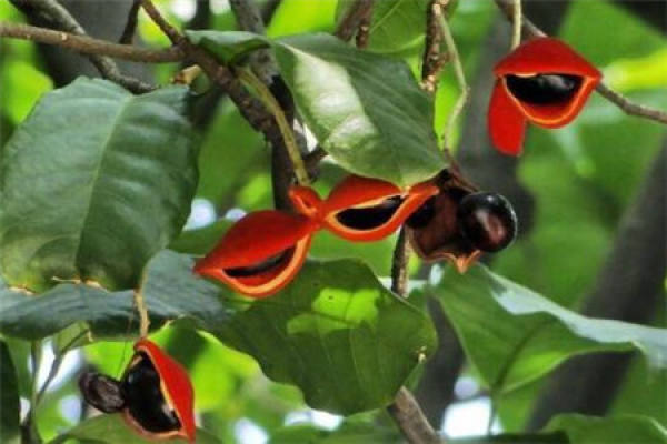 Cultivation method of pingpo - The Plant Aide