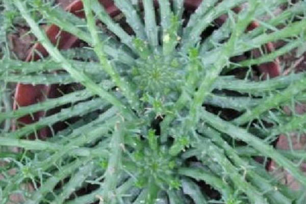 Sowing method of peacock ball - The Plant Aide