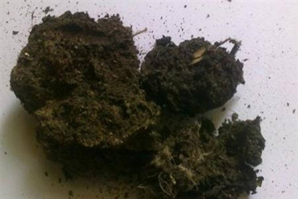 Is chicken manure directly used for flower cultivation and ...