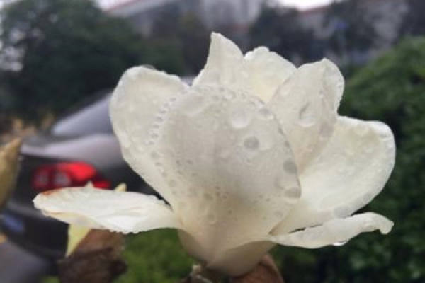 How to breed Magnolia in winter - The Plant Aide