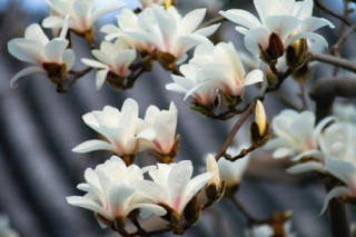 How to cut Magnolia - The Plant Aide