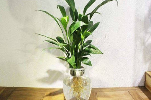 How to hydroponics the white crane taro - The Plant Aide