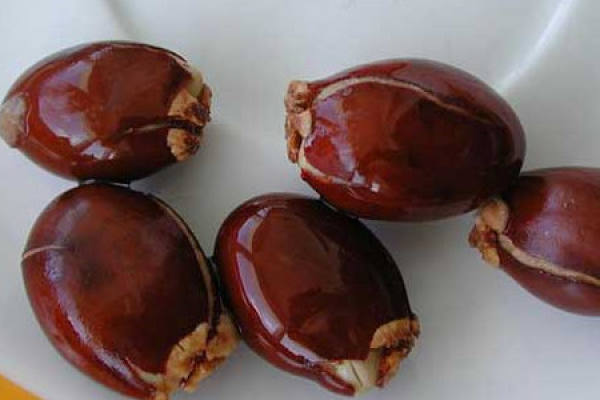 How can litchi seeds germinate - The Plant Aide