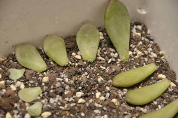 How do succulent plants reproduce? - The Plant Aide