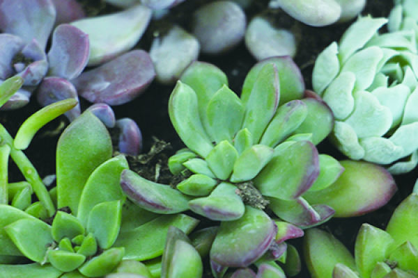 How do succulent plants reproduce? - The Plant Aide