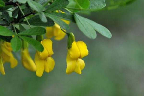 Breeding methods and precautions of Canary - The Plant Aide