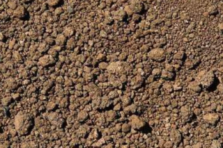 Breeding methods and precautions of Chieh qua - The Plant Aide