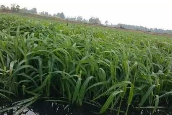 Cultivation methods and precautions of millet grass - The Plant Aide