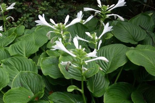 How to save the withered leaves of white jade hostas - The Plant Aide