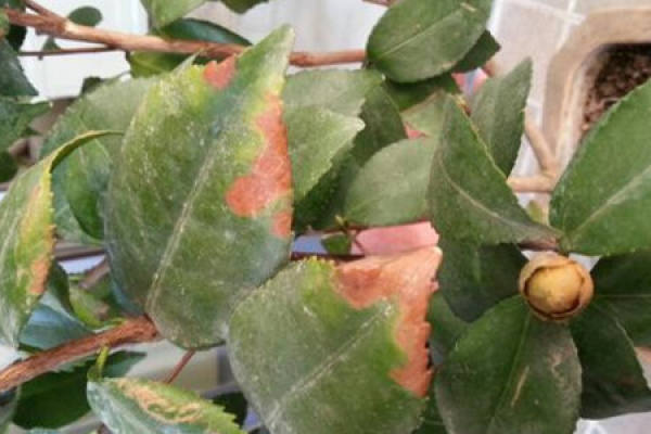 What to do if the leaves of Camellia are wilting - The Plant Aide