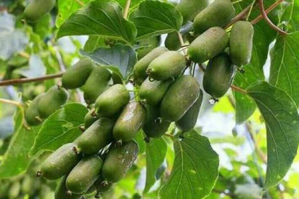 How to Change Pots of Kiwifruit with Soft Jujube - The Plant Aide