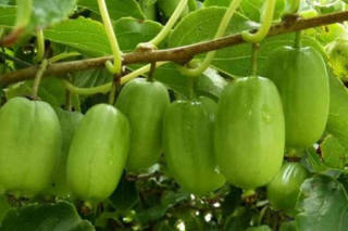 Cultivation and maintenance skills of soft jujube Kiwifruit - The Plant ...