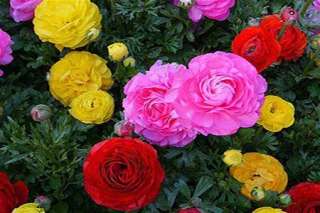 Control of Diseases and Pests in Ranunculus tomentosa - The Plant Aide