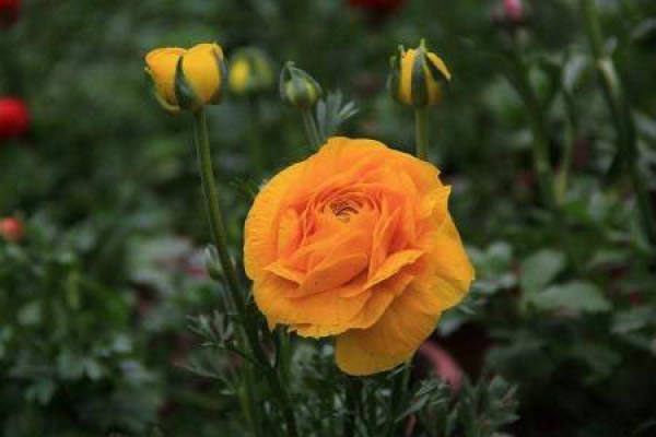 Control of Diseases and Pests in Ranunculus tomentosa - The Plant Aide