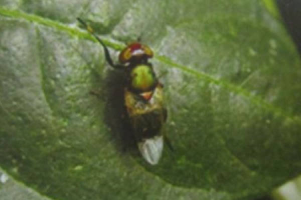 Control of Diseases and Pests in Ranunculus tomentosa - The Plant Aide