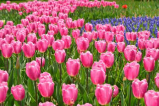 Control of Tulip Diseases and Pests - The Plant Aide