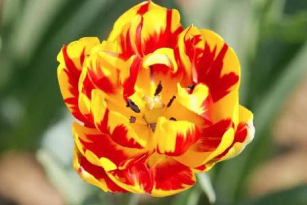 Control of Tulip Diseases and Pests - The Plant Aide