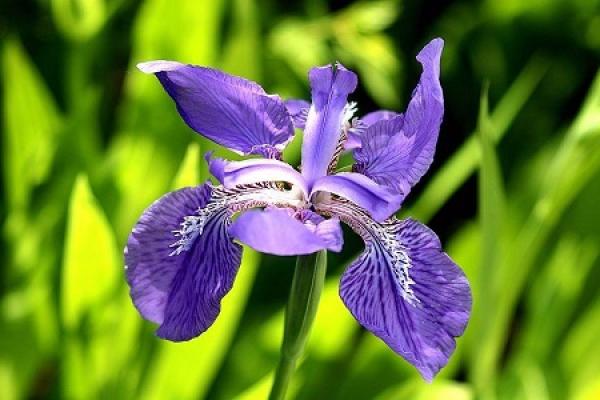 Control of Iris Diseases and Pests - The Plant Aide