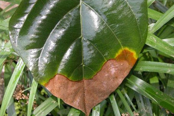 Control of Iris Diseases and Pests - The Plant Aide