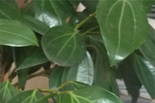 How to deal with the dry Ping An tree - The Plant Aide