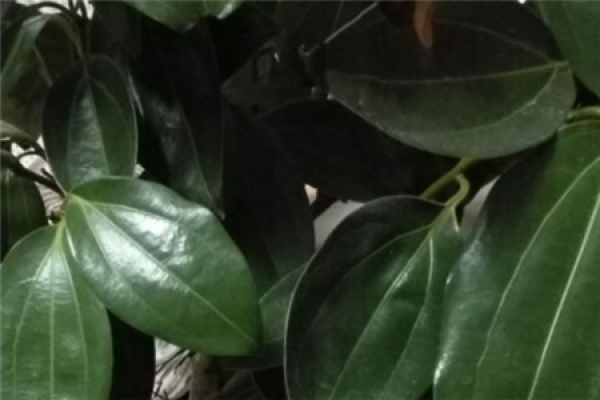 How to deal with the dry Ping An tree - The Plant Aide