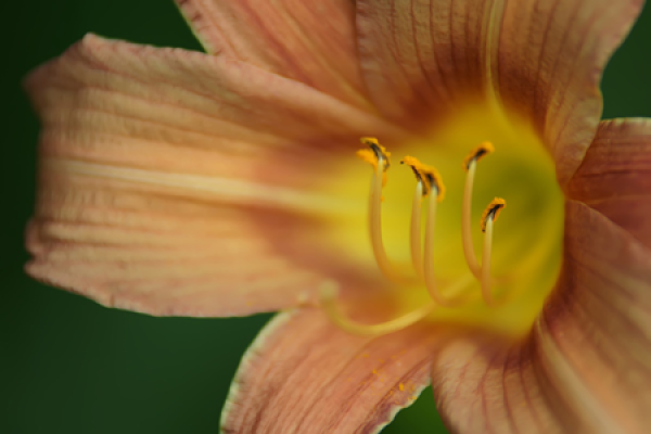 How to trim lilies after blooming - The Plant Aide