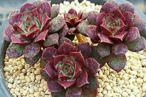 How to grow rosimardo succulent - The Plant Aide
