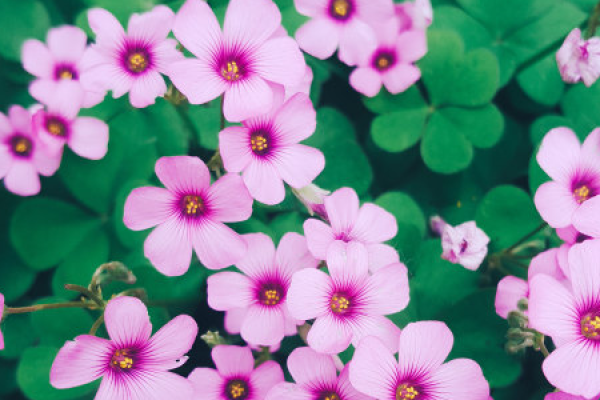 Is the five-petal plum poisonous to keep indoors? - The Plant Aide