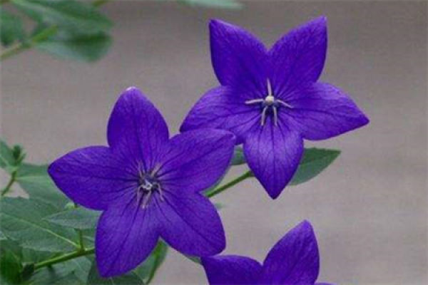 The flower language of Platycodon grandiflorum, the flower language of ...