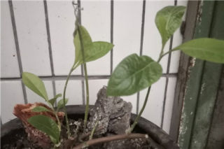 Vernonia amygdala efficacy and function, pictures of Vernonia amygdala ...