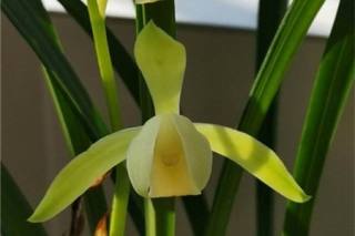 Is the fragrance of orchid poisonous, harmful to human body? - The ...