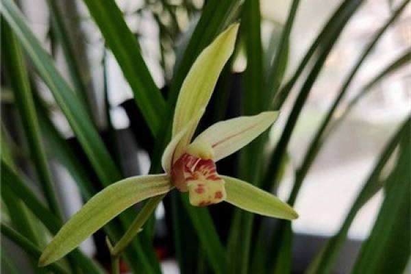 Is the fragrance of orchid poisonous, harmful to human body? - The ...