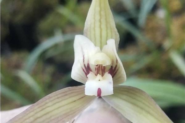Is the fragrance of orchid poisonous, harmful to human body? - The ...
